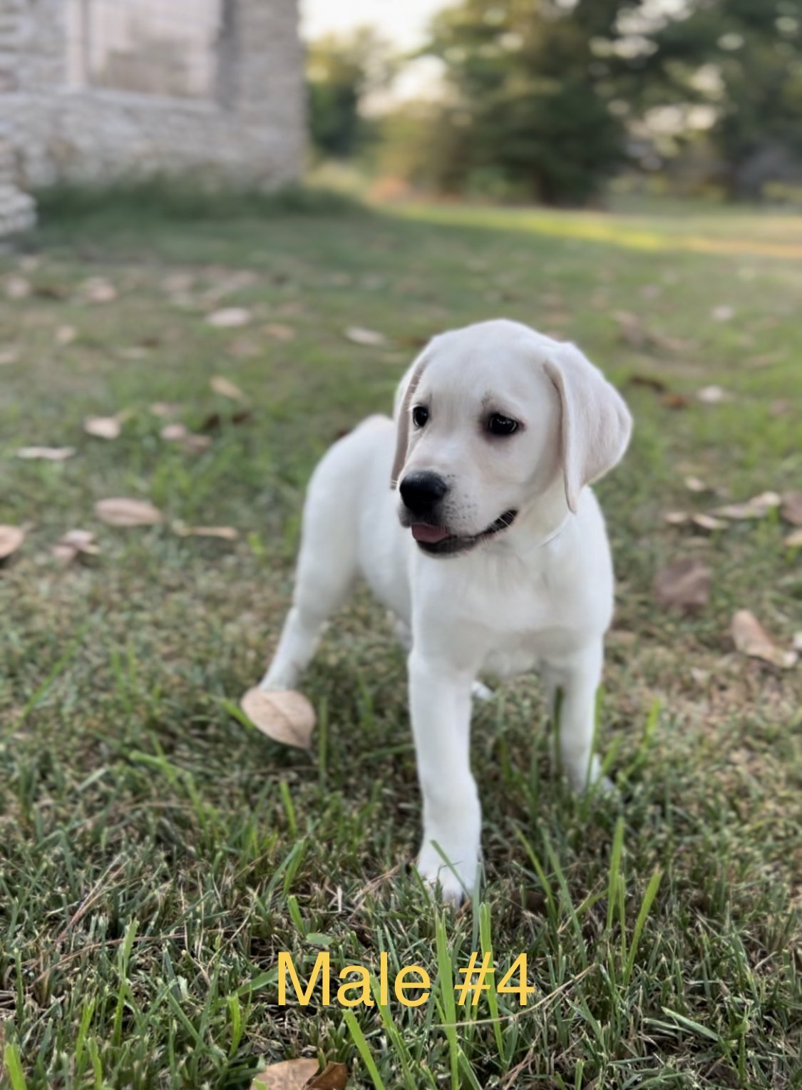 6S Ranch - Lab Puppies AKC White ENGLISH Lab Puppies Please contact us ...